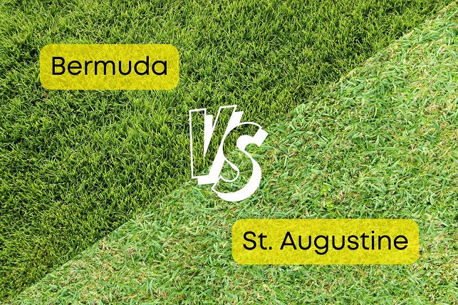 Bermuda Grass vs. St. Augustine Grass – Segway Navimow