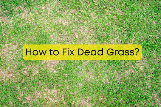 How to Fix Dead Grass? - Segway Navimow