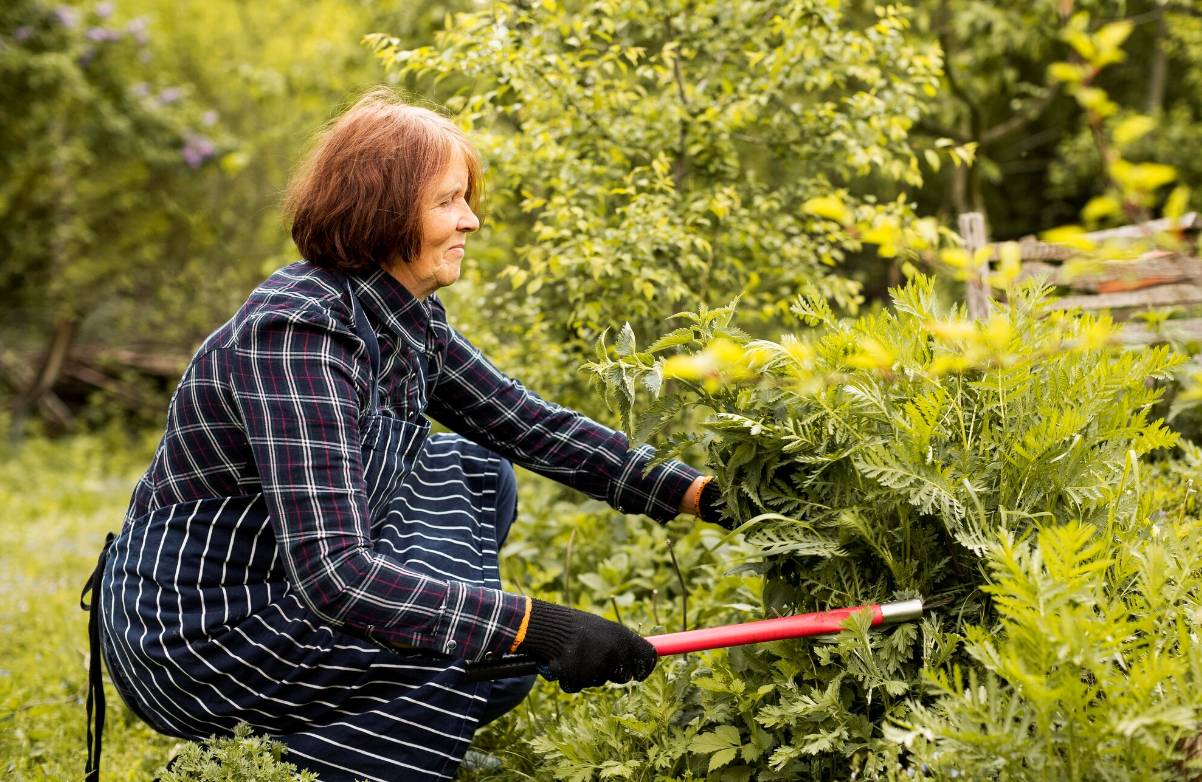 Why Does Grass Smell When Cut? The Freshly Mown Lawn Aroma Explained ...
